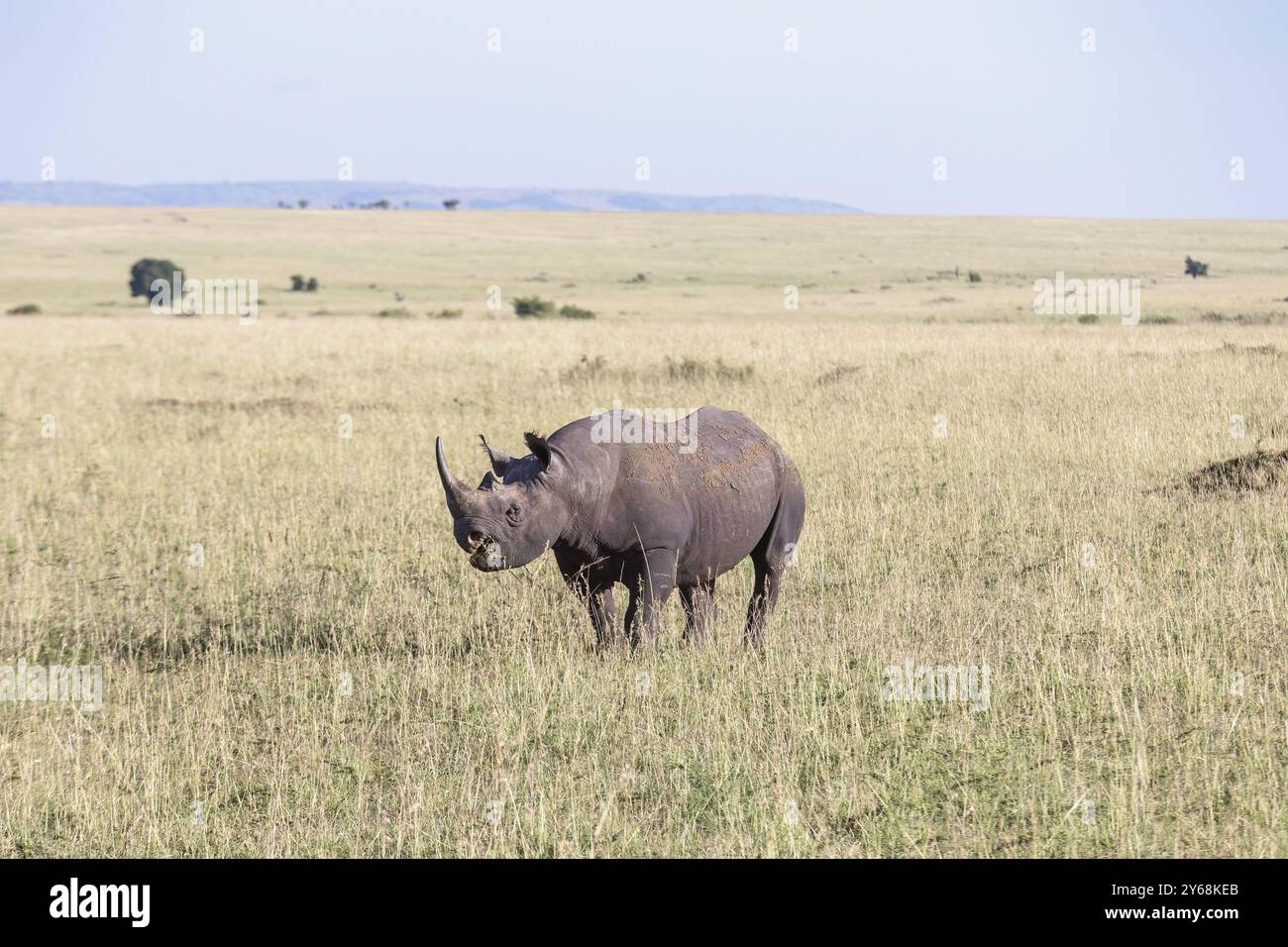 Black rhinoceros (Diceros bicornis) on a savanna landscape in Africa ...