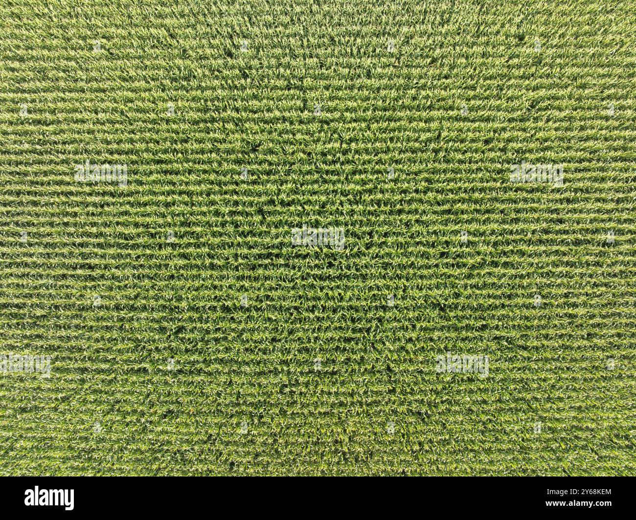 Aerial view maize farm hi-res stock photography and images - Alamy