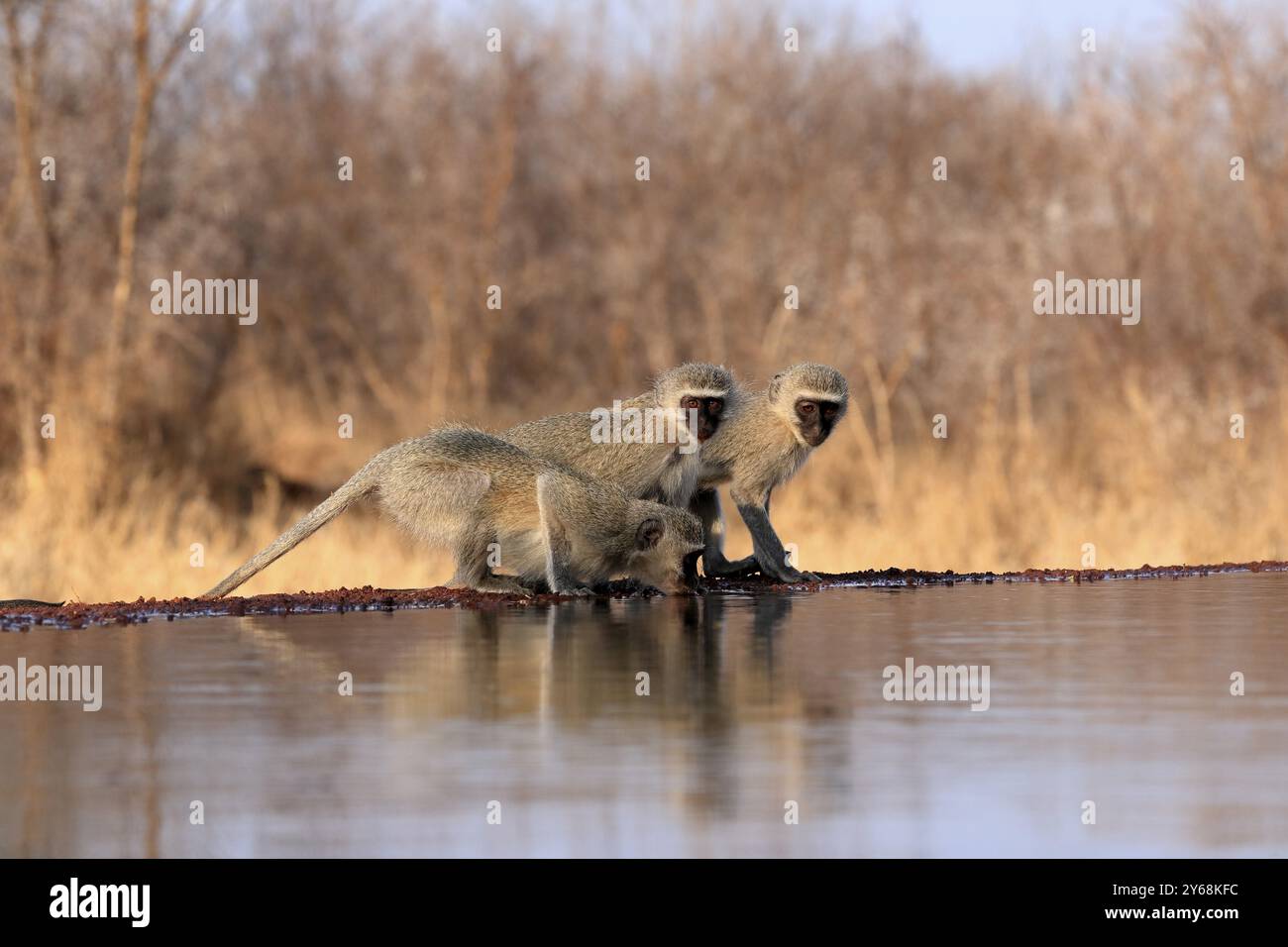 Vervet Monkey (Chlorocebus pygerythrus), adult, three animals, group ...