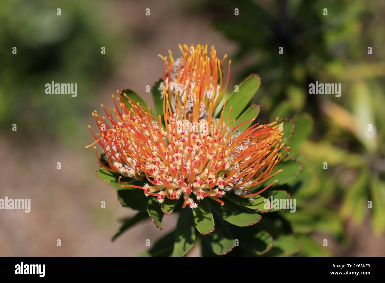 Pincushion protea (Protea Leucospermum erubescens), flower, flowering ...