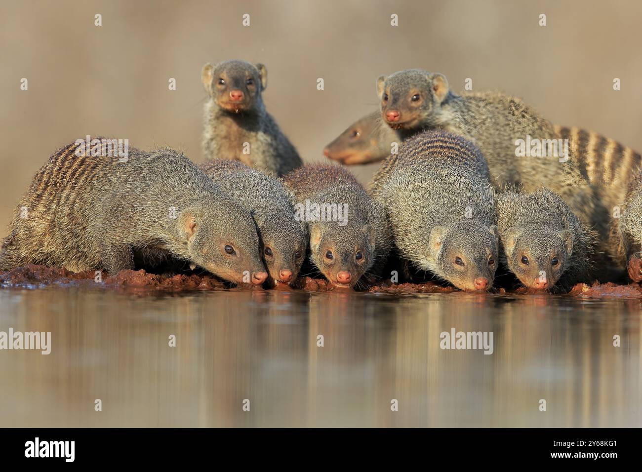 Zebra mongoose (Mungos mungo), adult, group, at the water, drinking ...