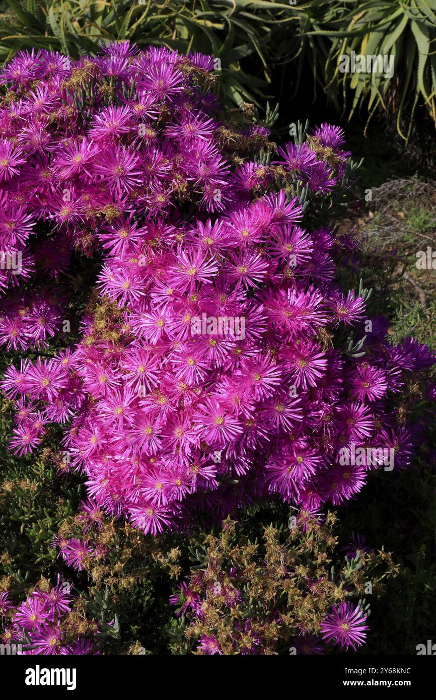 Midday flower (Delosperma), flower, in bloom, Kirstenbosch Botanical ...