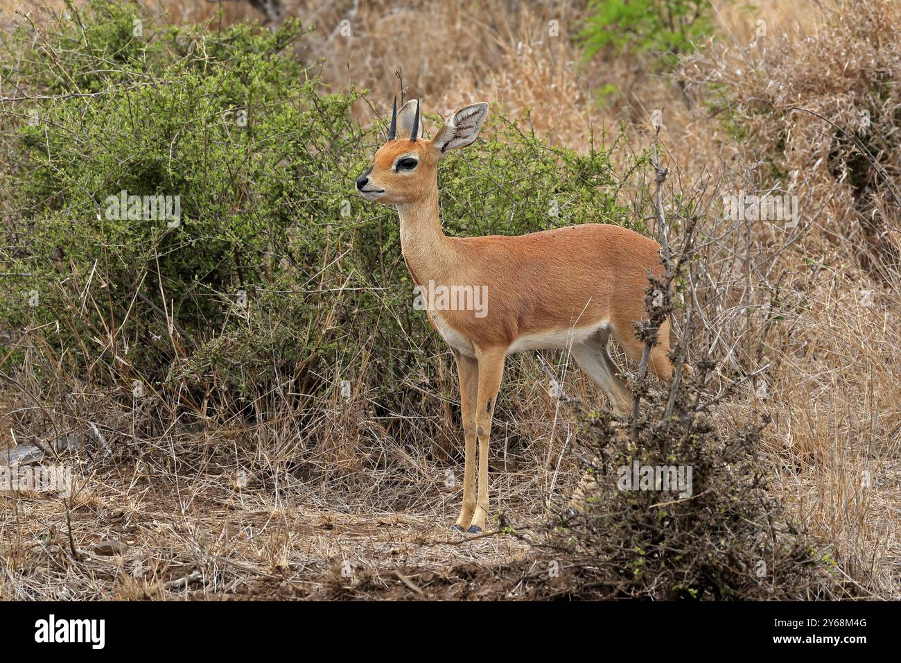 Steenbok (Raphicerus campestris), adult, male, foraging, vigilant ...