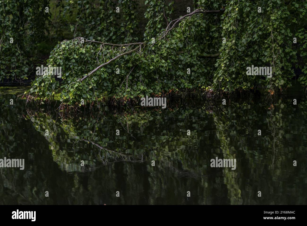 Reflection, texture, green beech (Fagus sylvatica), river, park, tree ...