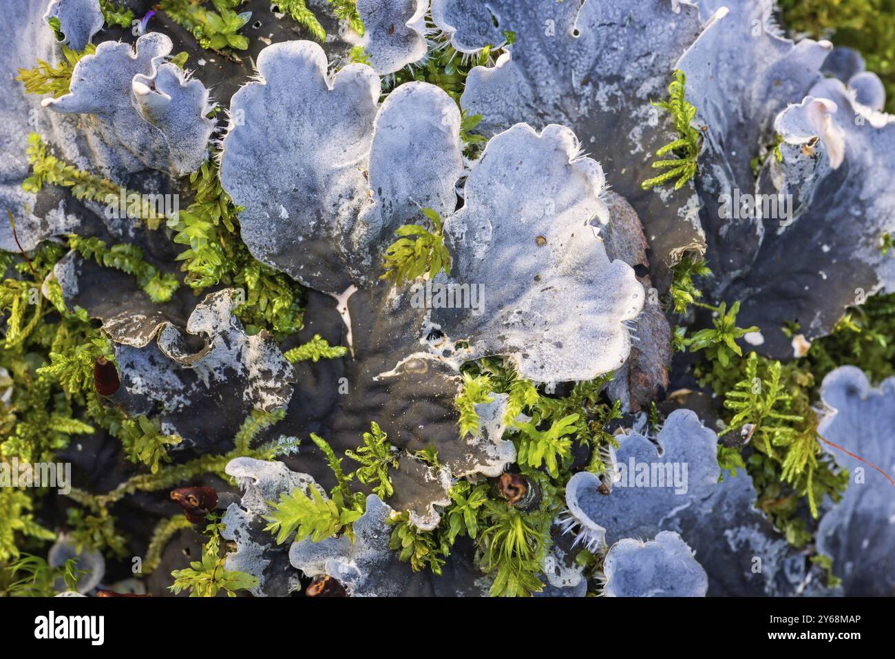 Dog lichen (Peltigera canina) growing on the forest floor Stock Photo ...