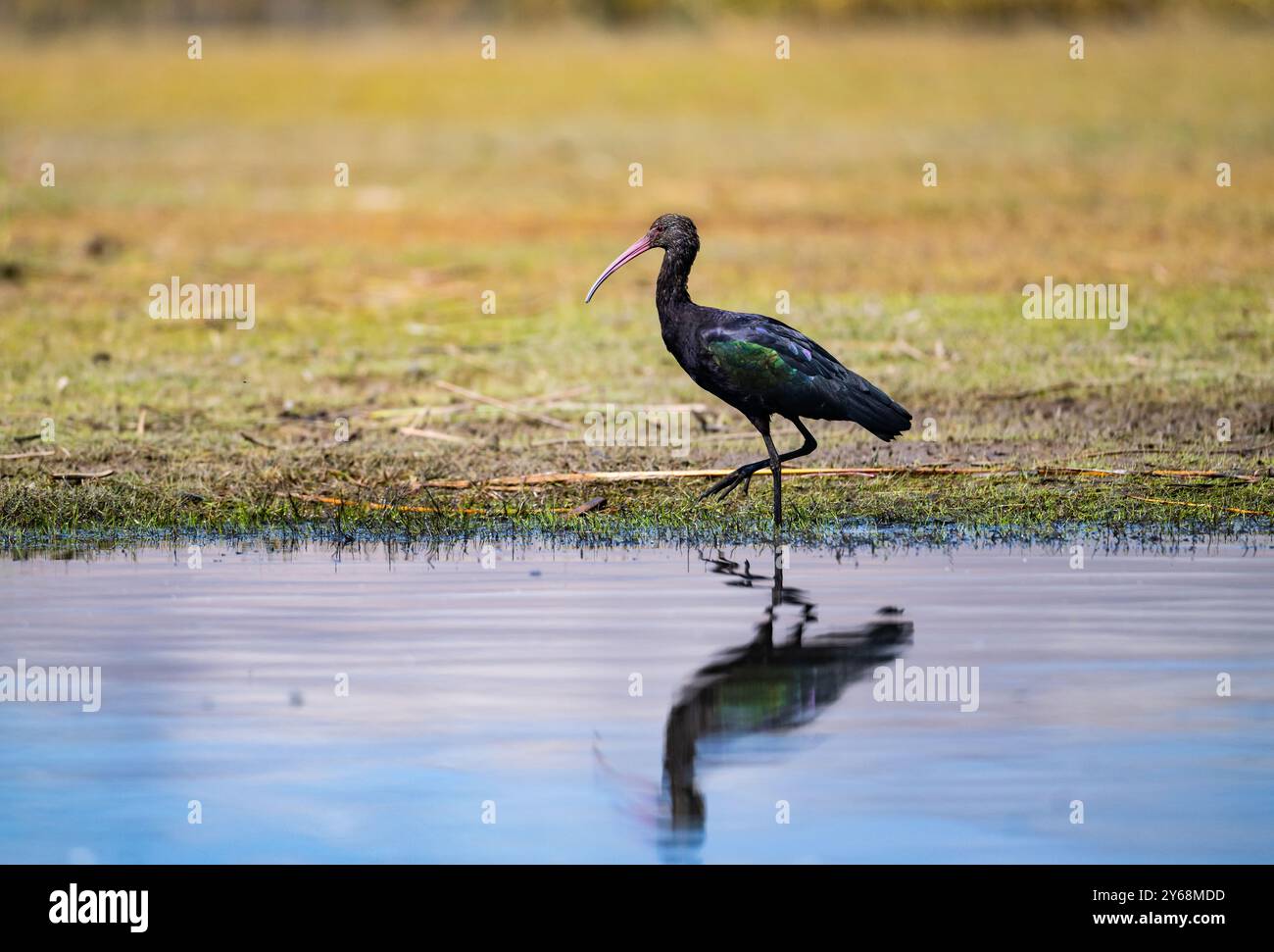 A Puna Ibis (Plegadis ridgwayi) walking by a lake. Peru, South America ...