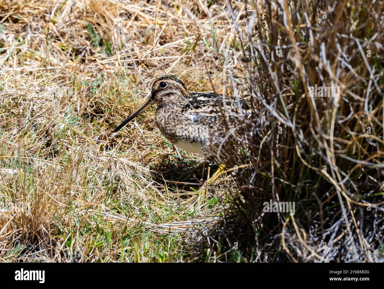 A Puna Snipe (Gallinago andina) foraging in grass. Peru, South America ...