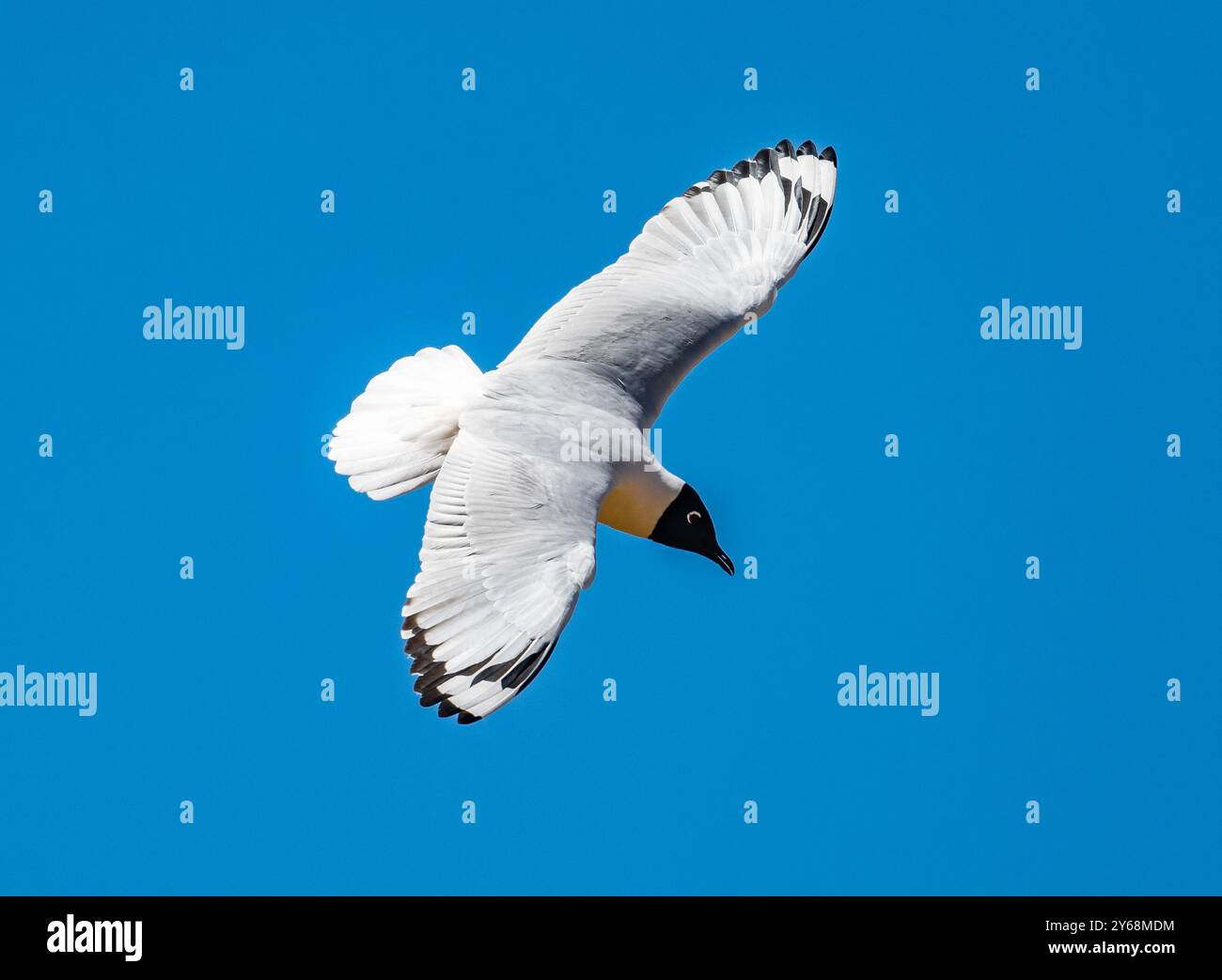 An Andean Gull (Chroicocephalus serranus) flying in blue sky. Peru ...