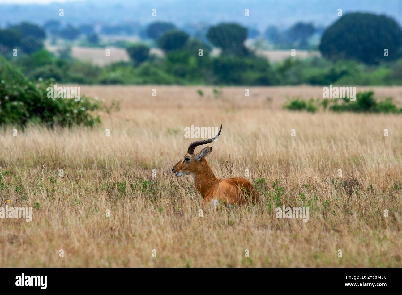 A male Uganda Kobs in Queen Elizabeth National Park Uganda Stock Photo ...
