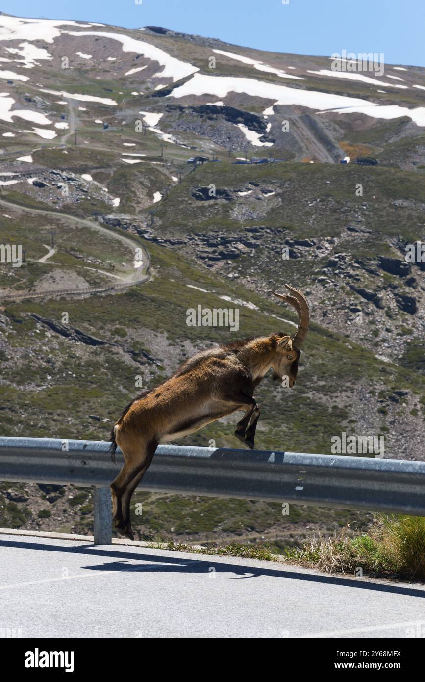 Leaping mountain goat hi-res stock photography and images - Alamy