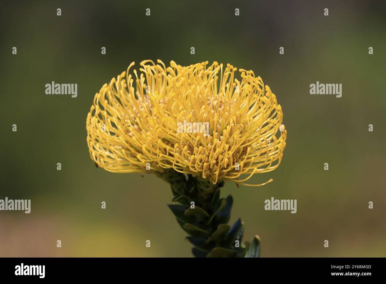 Pincushion protea (Leucospermum cordifolium), flower, flowering, silver ...