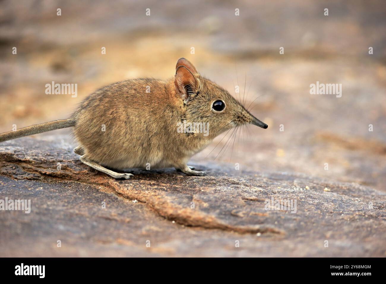 Round eared hi-res stock photography and images - Alamy