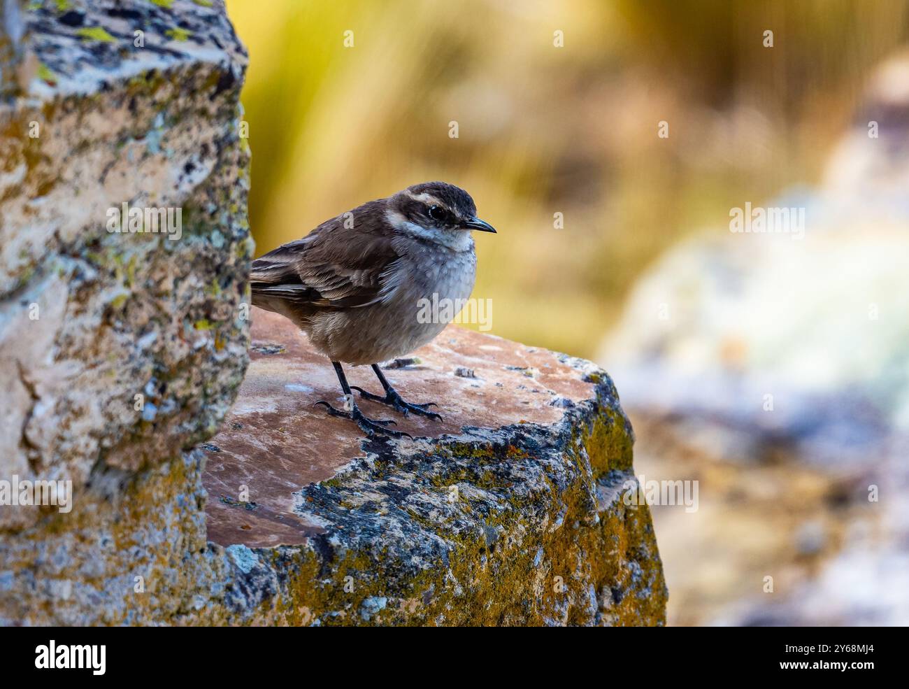 A Cream-winged Cinclodes (Cinclodes albiventris) standing on a rock ...