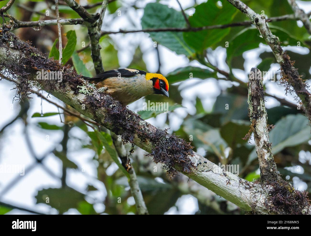 A colorful Flame-faced Tanager (Tangara parzudakii) foraging on a tree ...