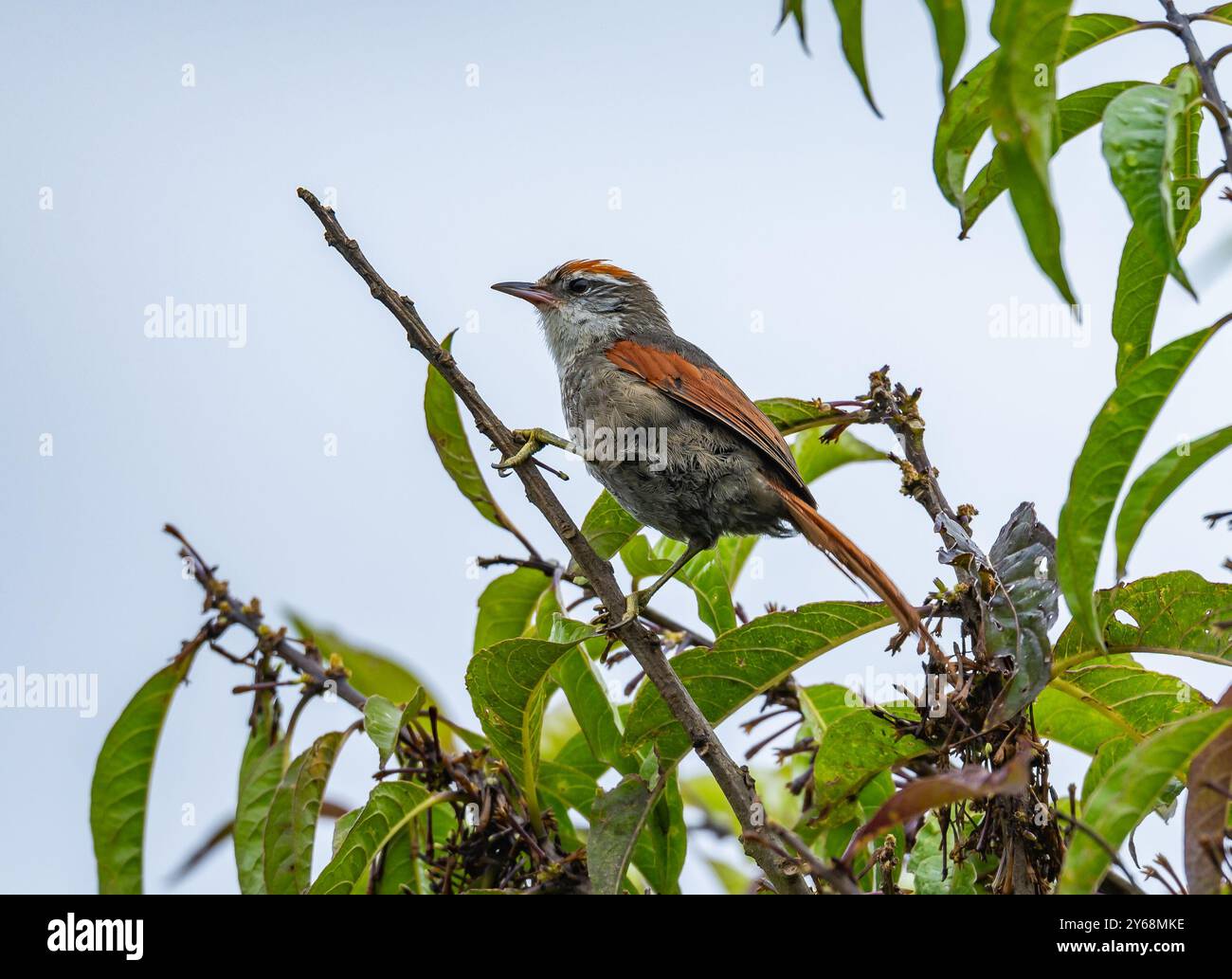 A Line-cheeked Spinetail (Cranioleuca antisiensis) perched on a tree ...