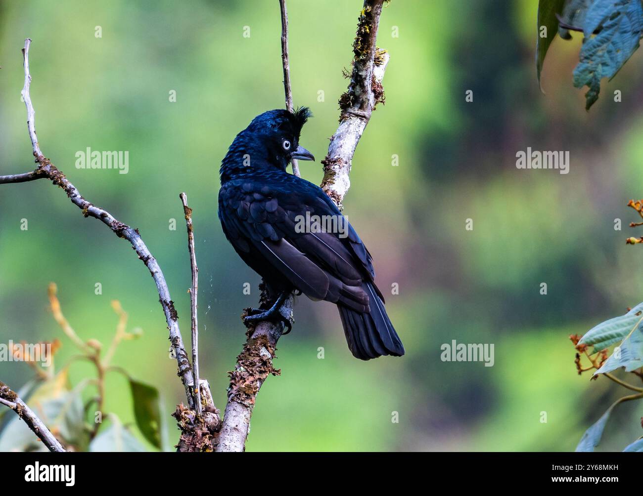 Amazonian umbrellabird hi-res stock photography and images - Alamy