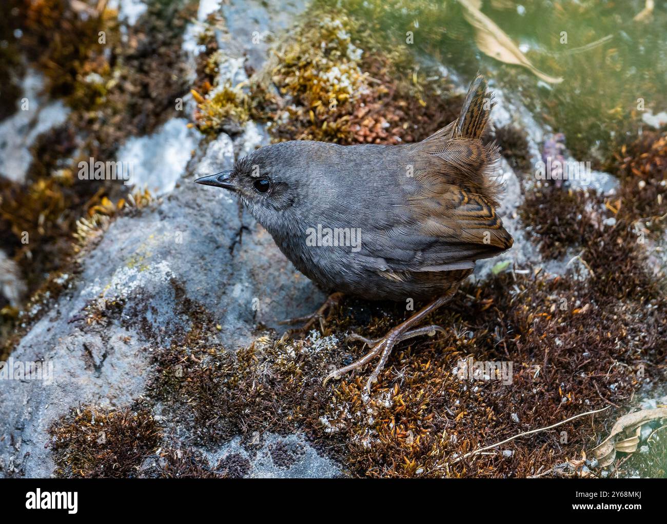 A Jalca Tapaculo (Scytalopus frankeae) standing on a mossy rock. Peru ...