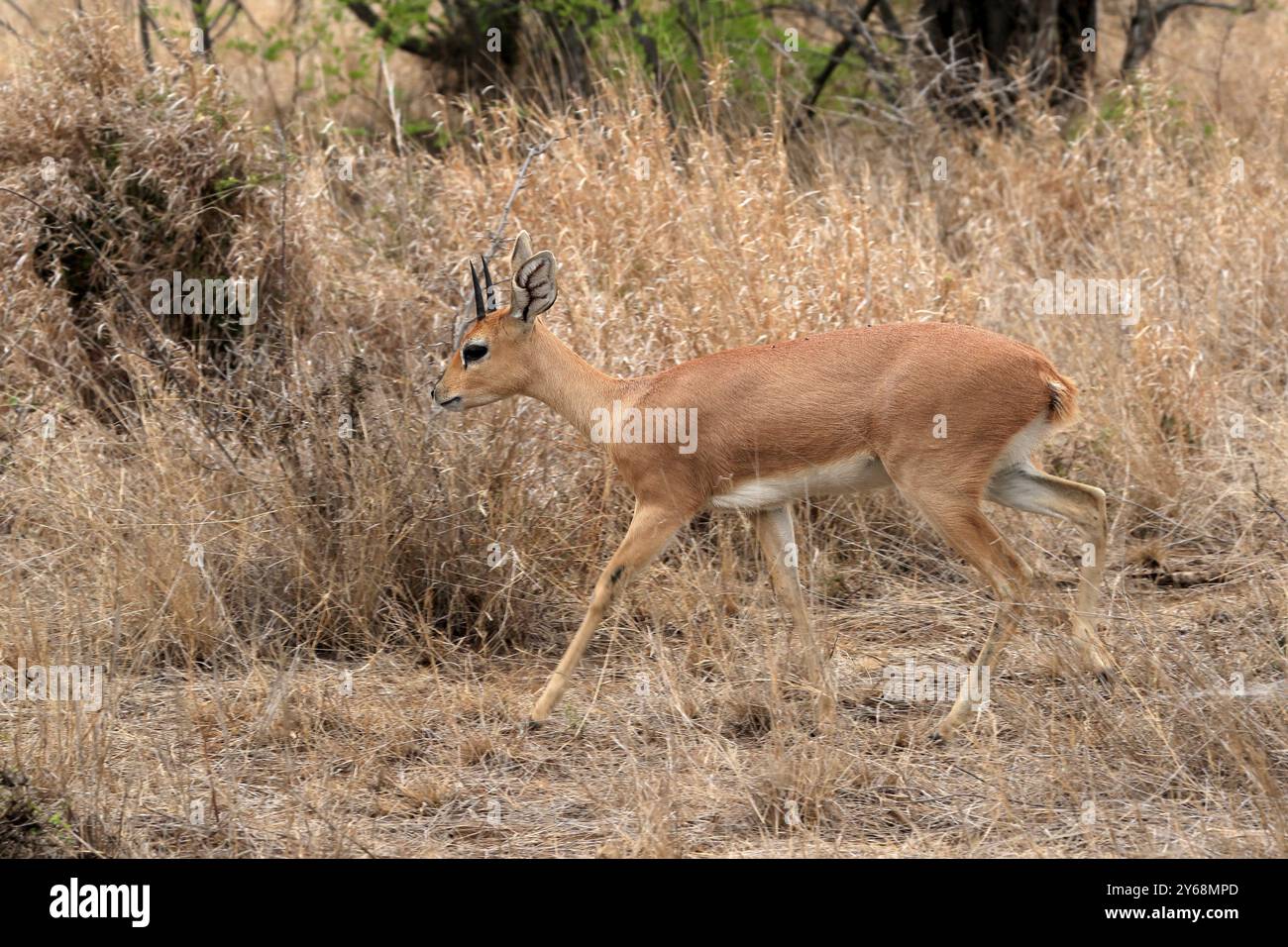 Steenbok (Raphicerus campestris), adult, male, running, foraging, alert ...
