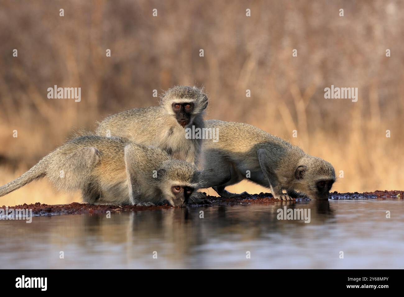 Vervet Monkey (Chlorocebus pygerythrus), adult, three animals, group ...