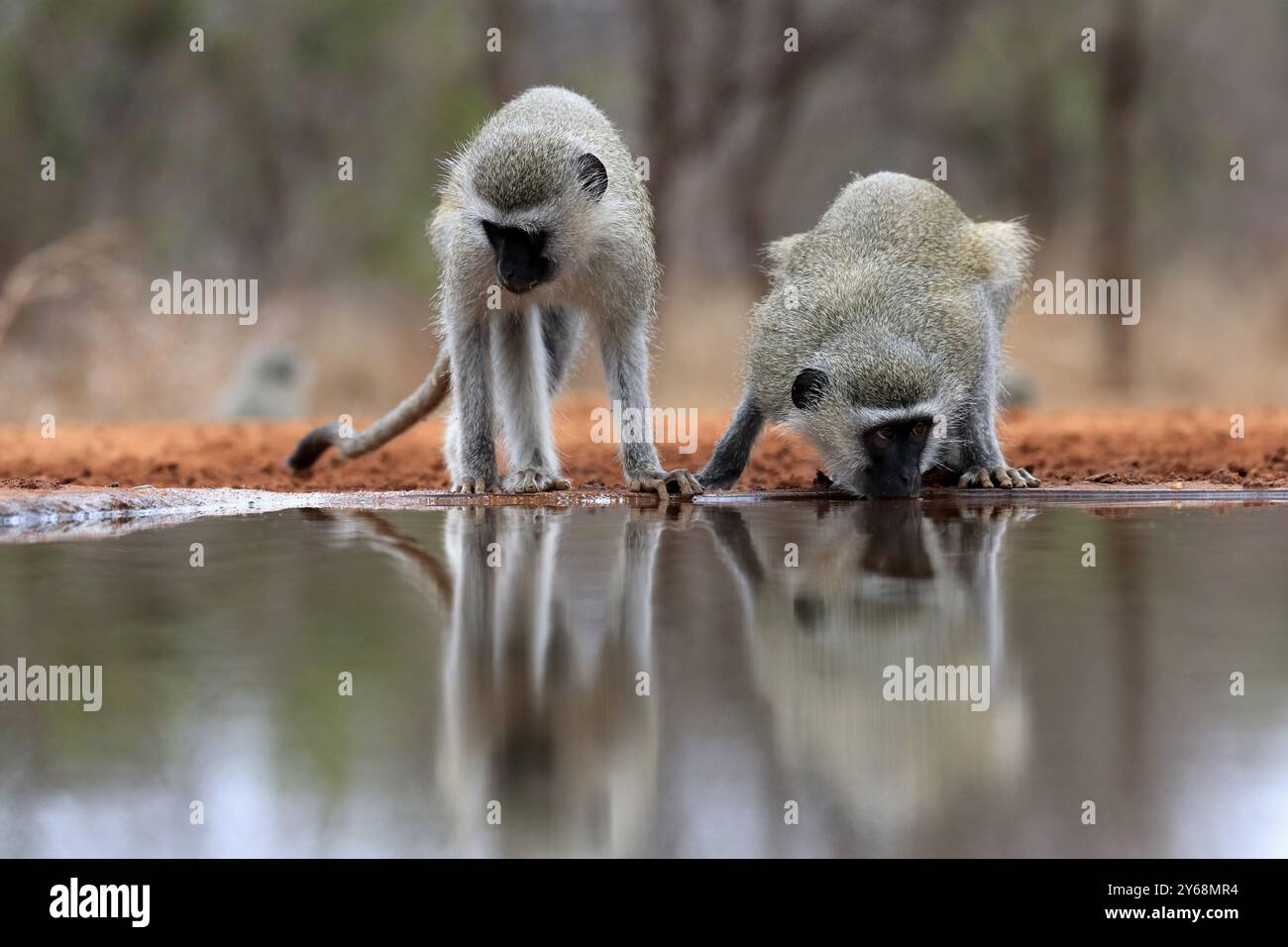 Vervet Monkey (Chlorocebus pygerythrus), adult, two animals, drinking ...