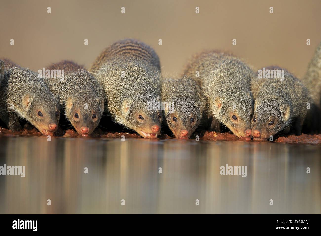 Zebra mongoose (Mungos mungo), adult, group, at the water, drinking ...