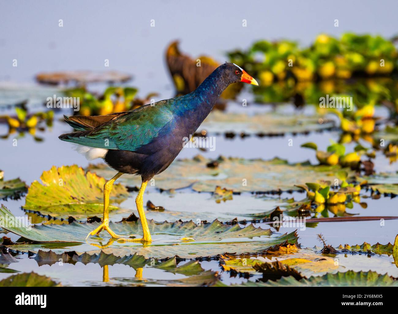 Walk on lily pads hi-res stock photography and images - Alamy