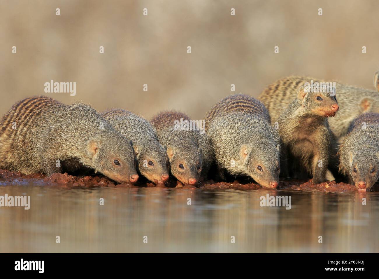 Zebra mongoose (Mungos mungo), adult, group, at the water, drinking ...