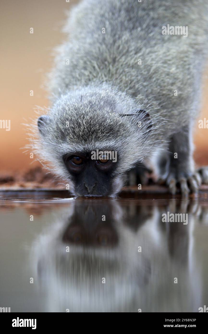 Vervet Monkey (Chlorocebus pygerythrus), adult, drinking, portrait, at ...