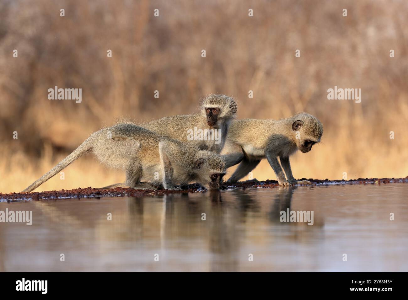 Vervet Monkey (Chlorocebus pygerythrus), adult, three animals, group ...