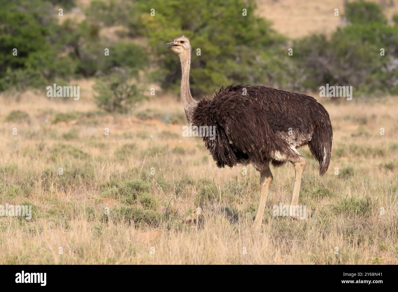 South African ostrich (Struthio camelus australis), common ostrich ...
