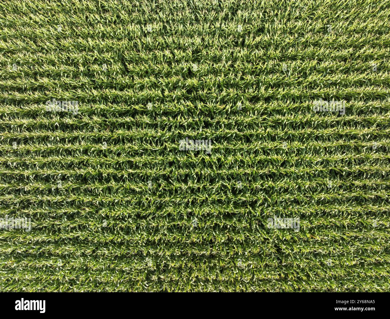 Aerial view, top view of a maize field, full format, Germany, Europe ...