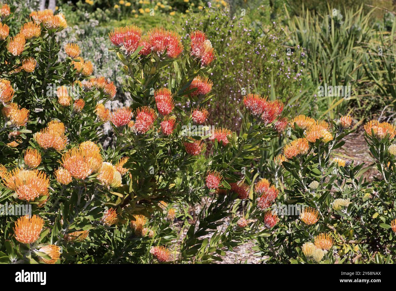 Proteaceae protea tree hi-res stock photography and images - Alamy