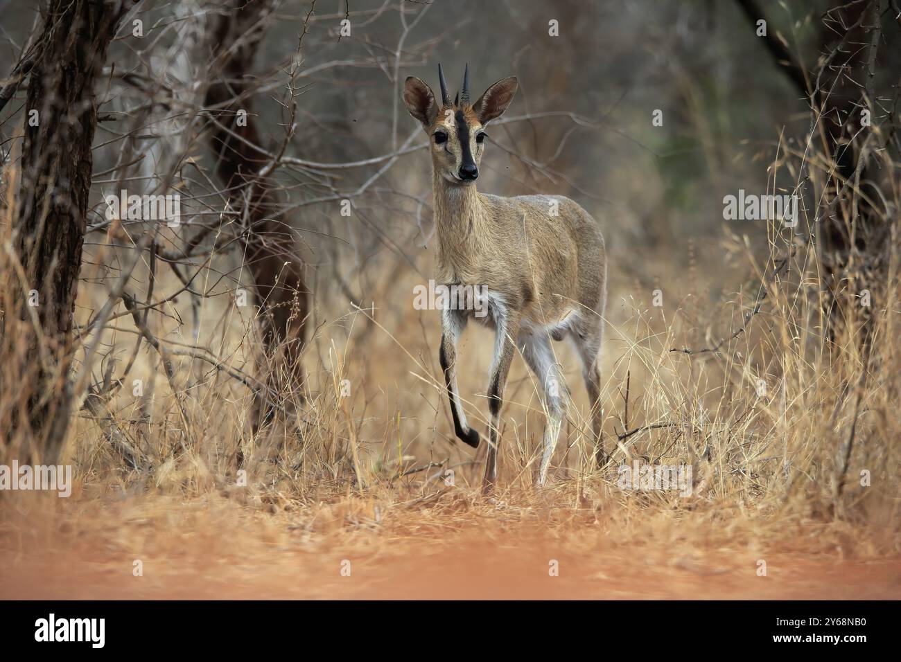 Crowned duiker (Sylvicapra grimmia), adult, male, running, foraging ...