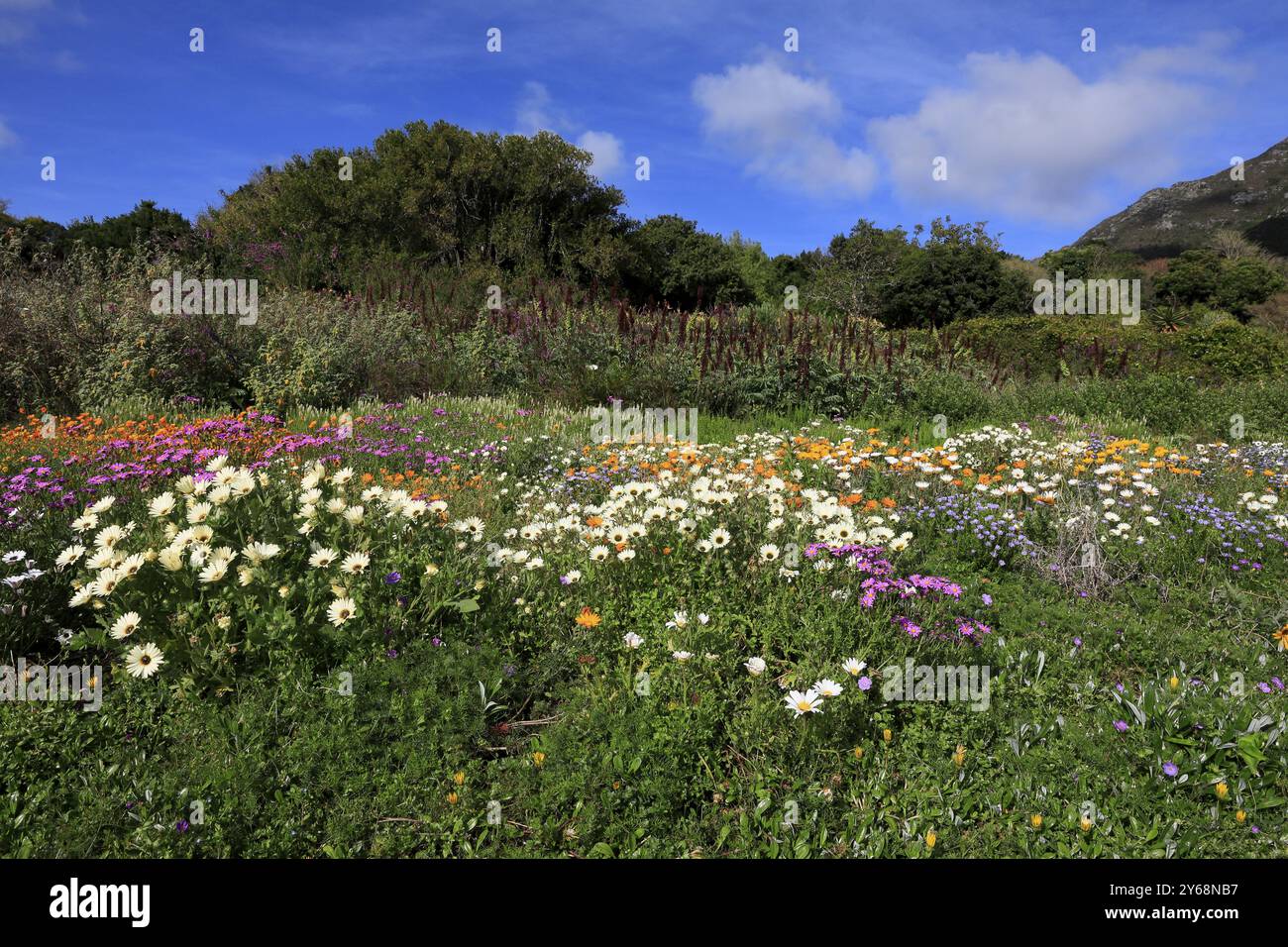 Kirstenbosch Botanical Garden, landscape, blooming flowers, in spring ...
