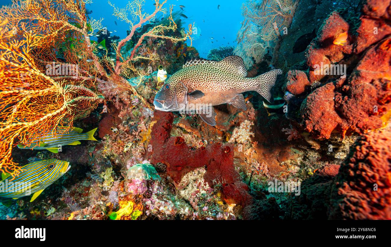 Indonesia, Raja Ampat, Many-spotted Sweetlips (Plectorhinchus ...