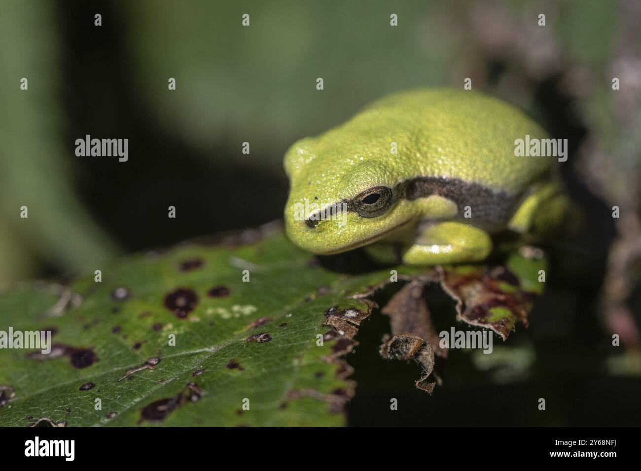 Tree frog (Hyla arborea), Lower Saxony, Germany, Europe Stock Photo - Alamy