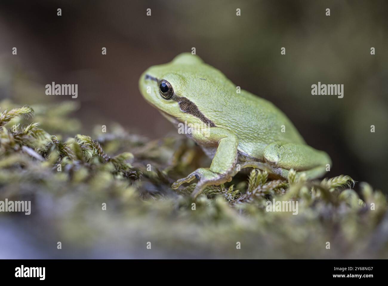 Tree frog (Hyla arborea), Lower Saxony, Germany, Europe Stock Photo - Alamy