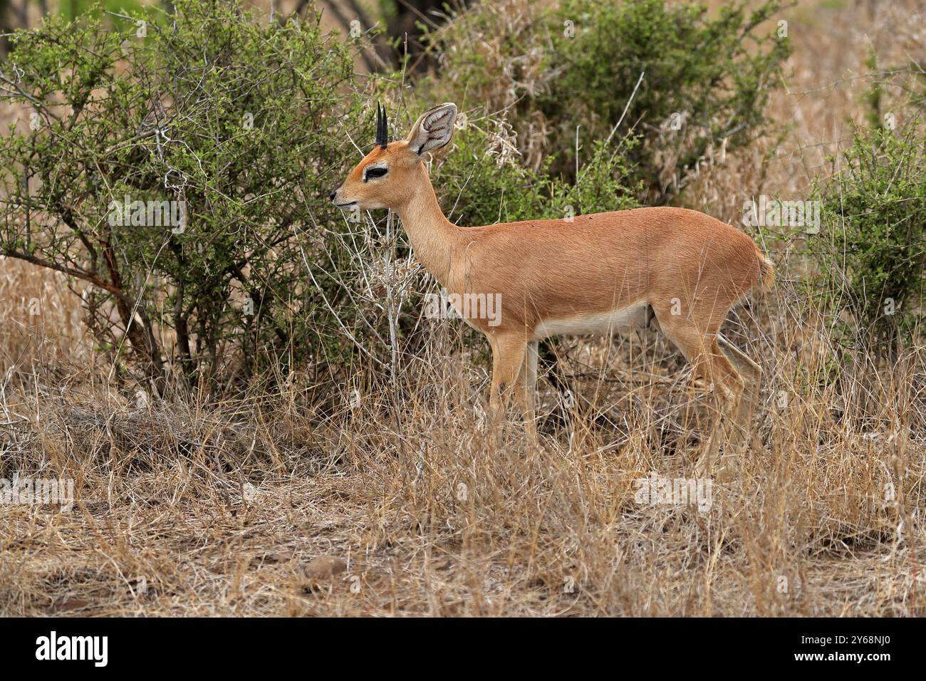 Steenbok (Raphicerus campestris), adult, male, foraging, vigilant ...