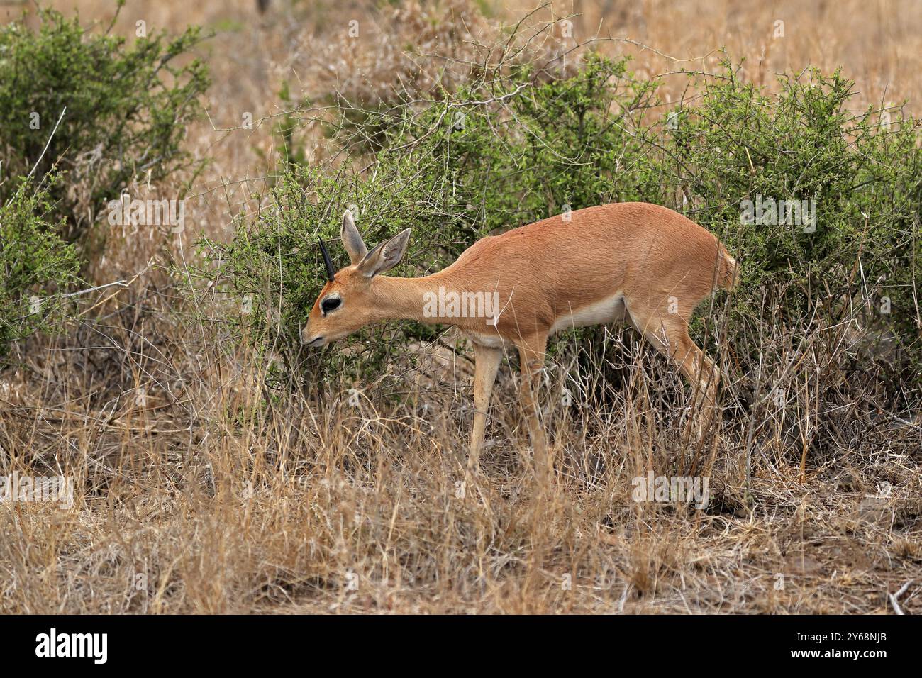 Bates dwarf antelope hi-res stock photography and images - Alamy