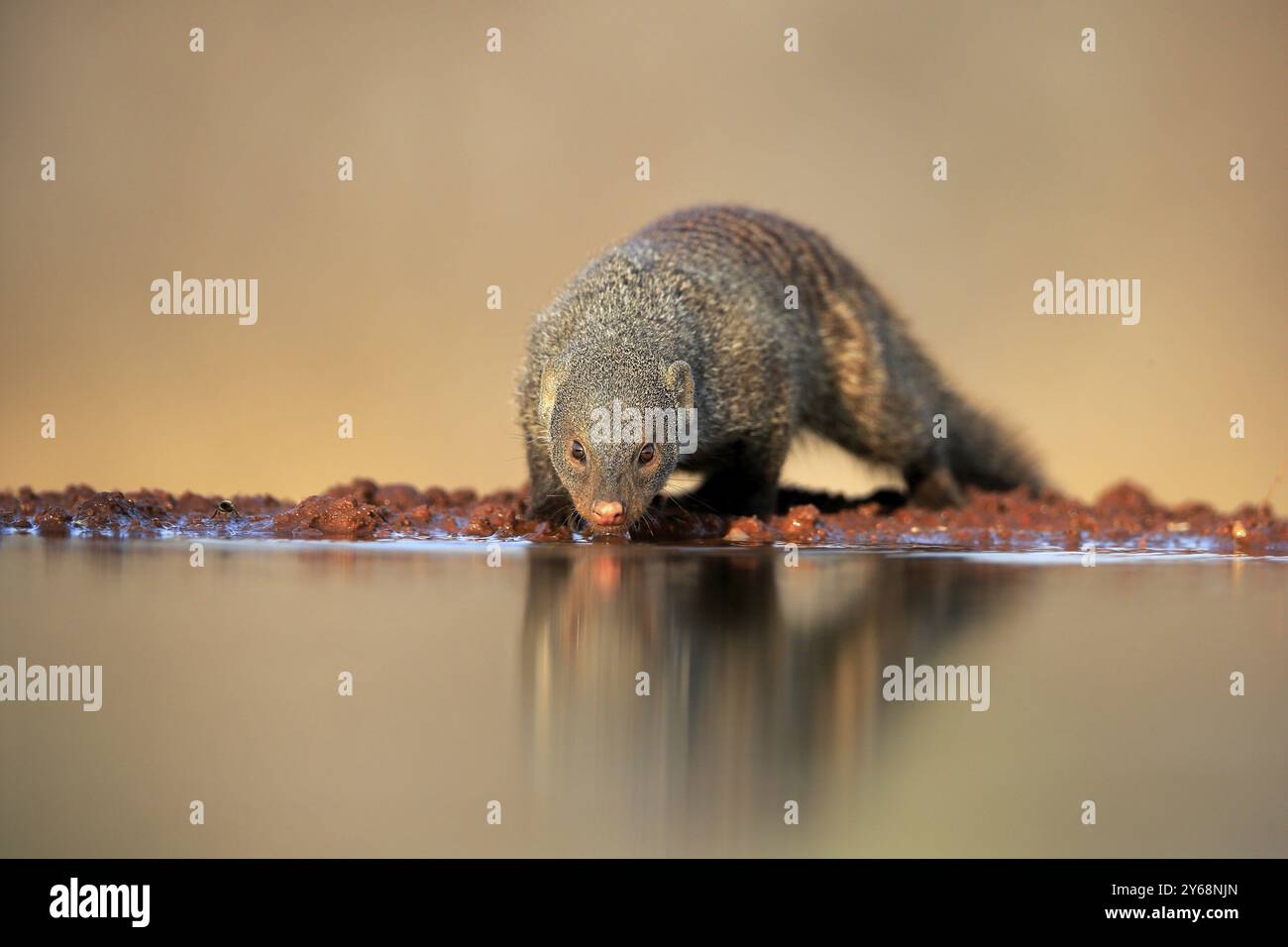 Zebra mongoose (Mungos mungo), adult, at the water, drinking, Kruger ...
