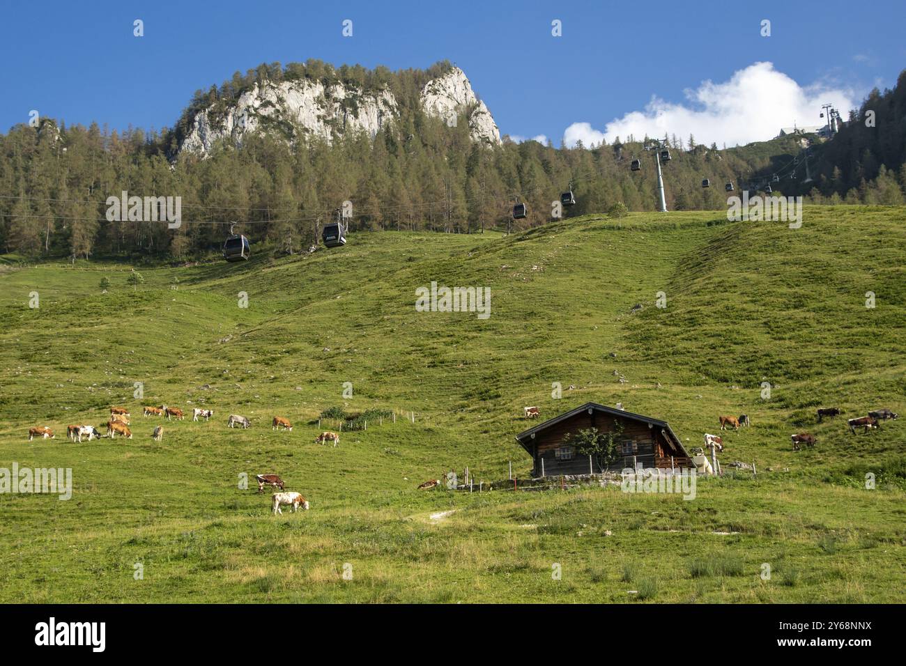 Cows on the alpine pasture with alpine hut and gondolas of the ...