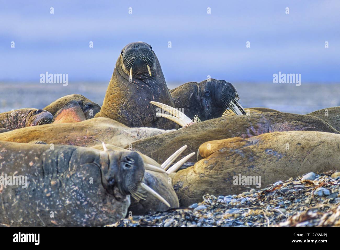 Walrus (Odobenus rosmarus) lying and resting on a beach in the arctic ...