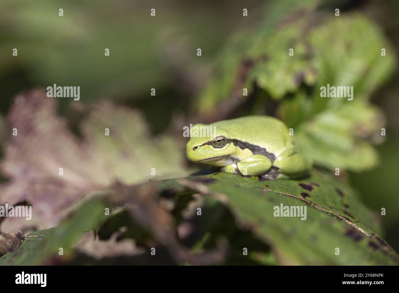 Tree frog (Hyla arborea), Lower Saxony, Germany, Europe Stock Photo - Alamy