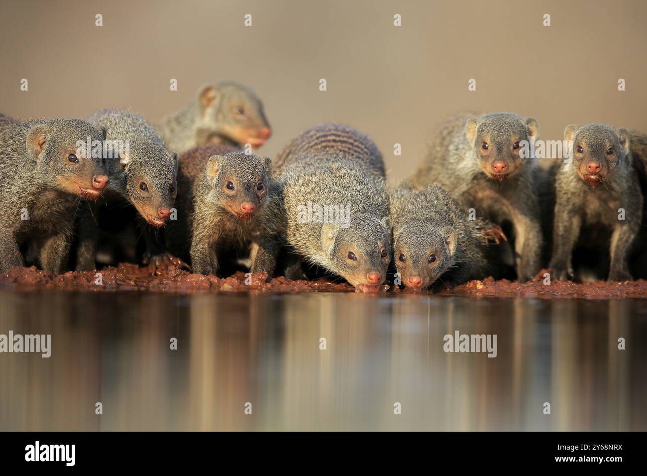 Zebra mongoose (Mungos mungo), adult, group, at the water, drinking ...