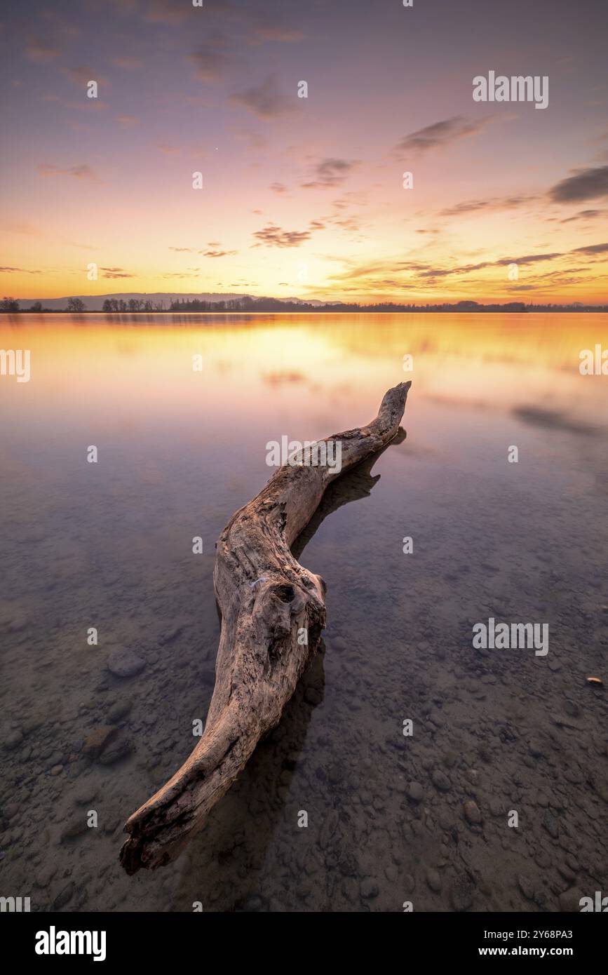 Elongated trunks hi-res stock photography and images - Alamy