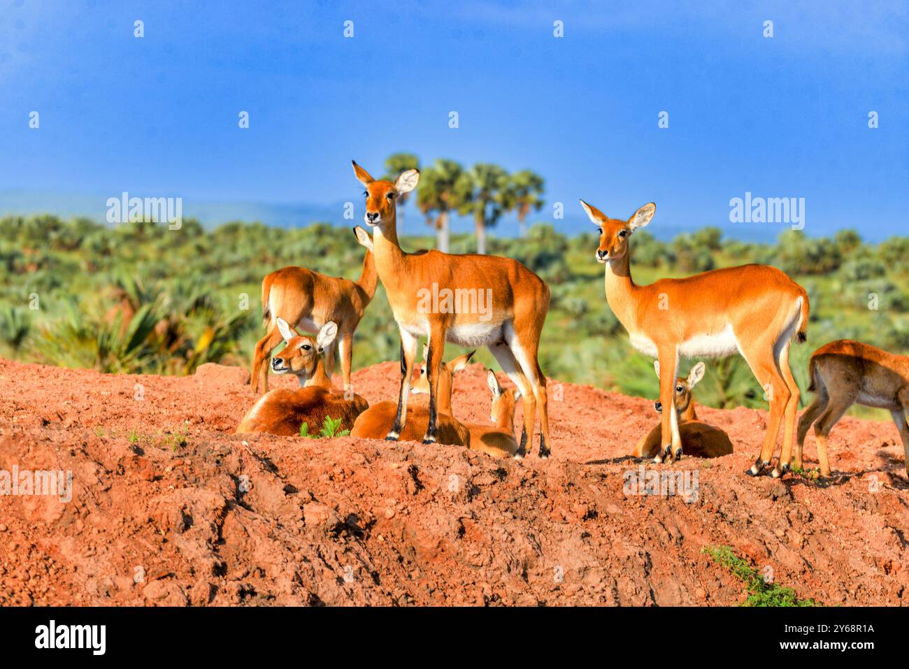 Uganda Kobs in Murchison Falls National Park Stock Photo - Alamy