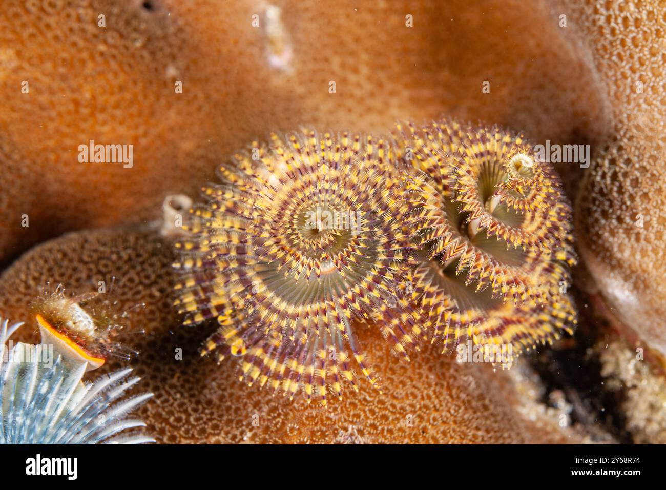 Indonesia, Raja Ampat, Christmas Tree Worm (Spirobranchus giganteus ...