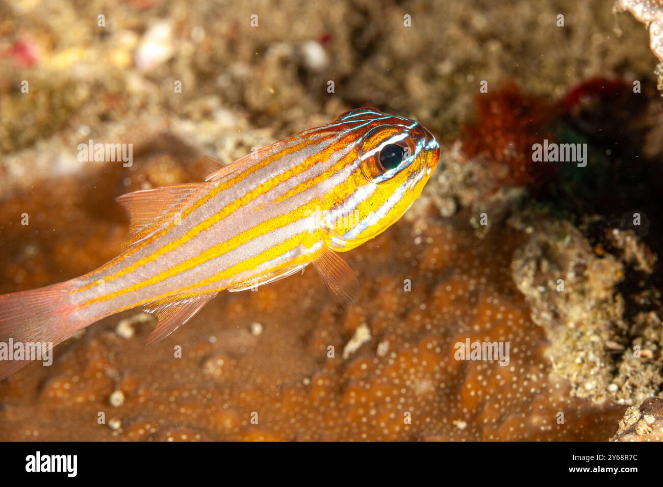 Indonesia, Raja Ampat, Orange-lined Cardinalfish (Apogon cyanosoma ...
