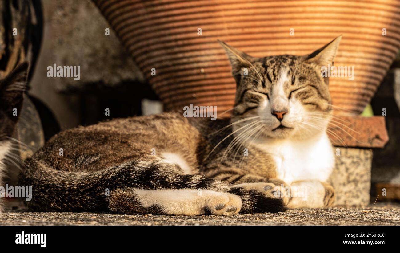 Cat with eyes closed Stock Photo - Alamy