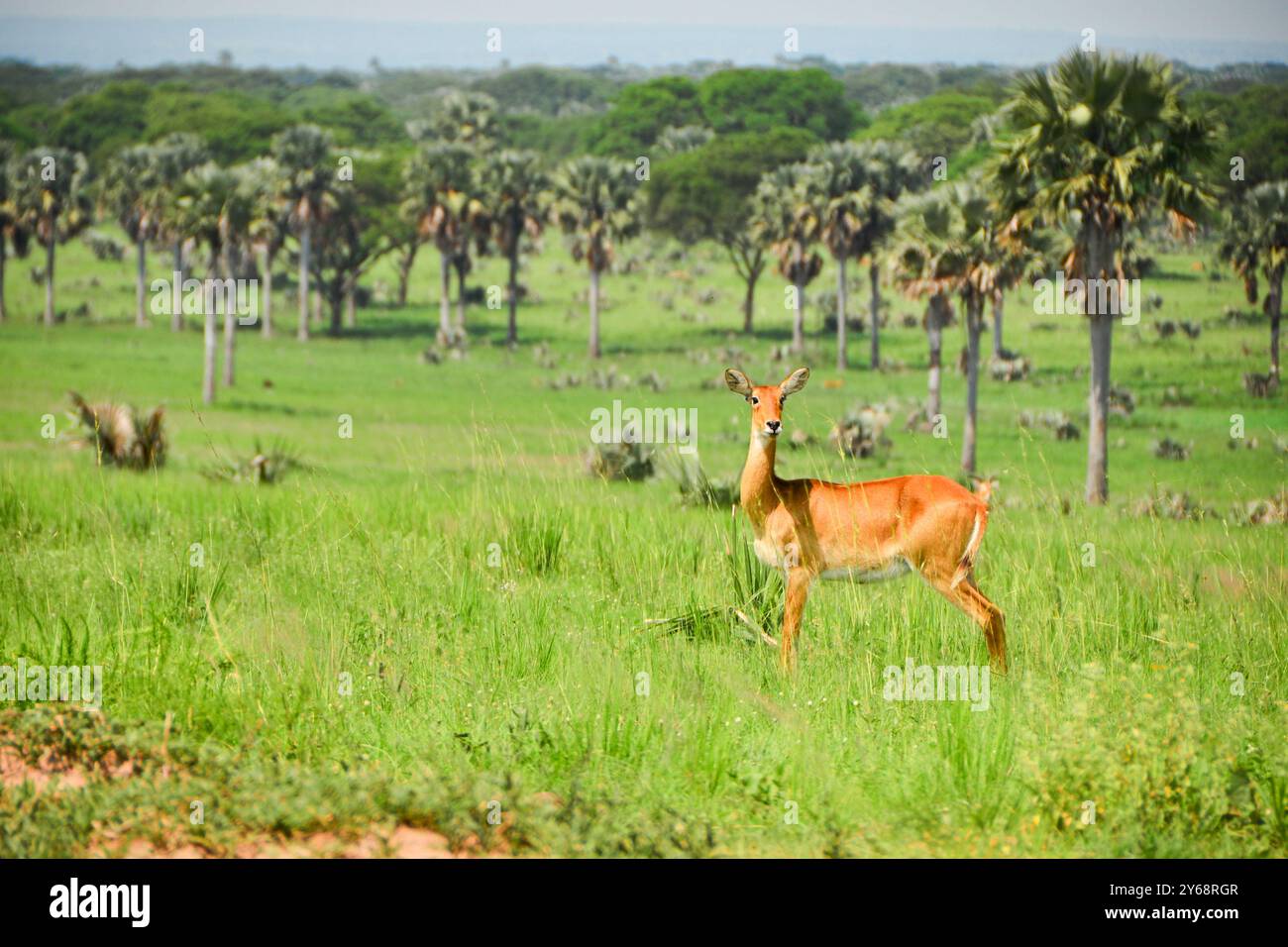 A Uganda Kob in Murchison Falls National Park Stock Photo - Alamy